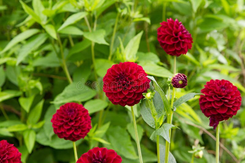 Dalia stock image. Image of passion, dark, romantic, flower - 61276347