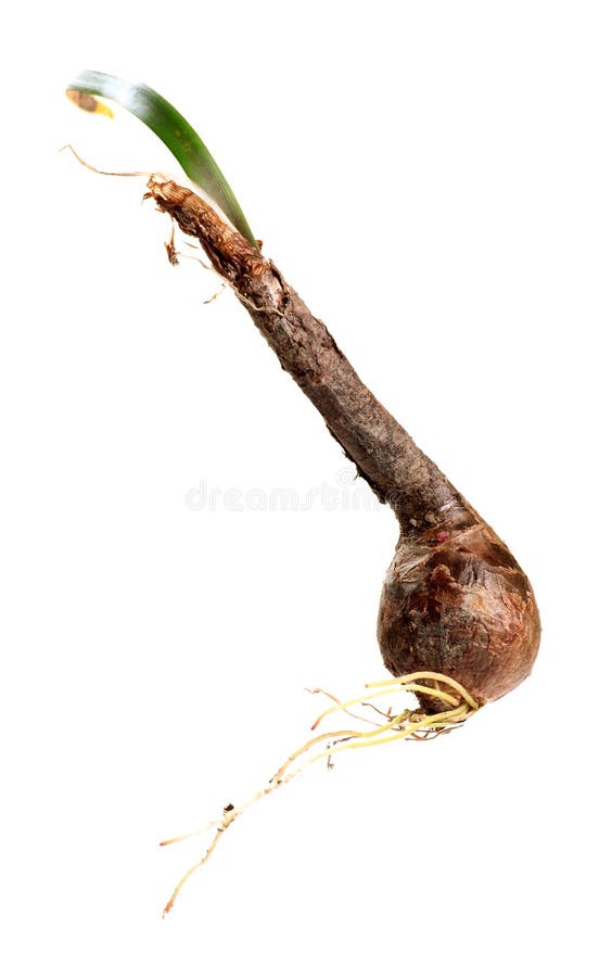 Flower Bulb stock photo. Image of grow, beautiful, group - 1714278