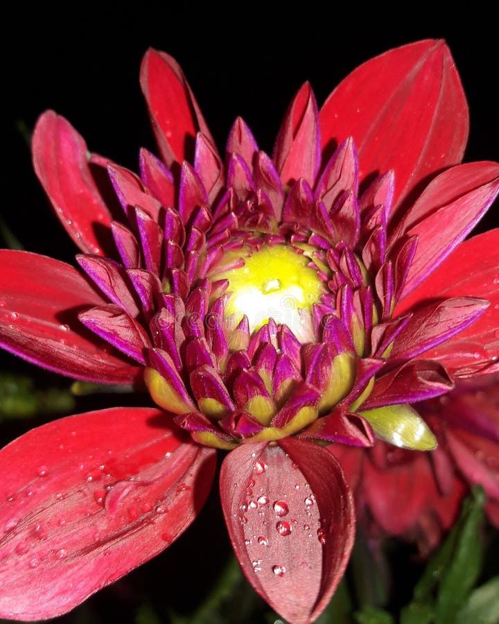 Dalia flower stock image. Image of natural, dalia, flower - 122172867