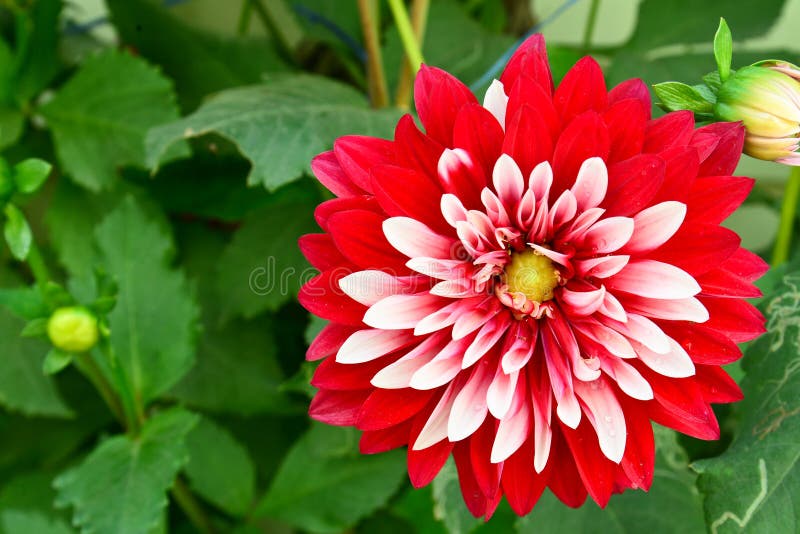 Dalia flower stock image. Image of botanical, petal, chrysanths - 30620089
