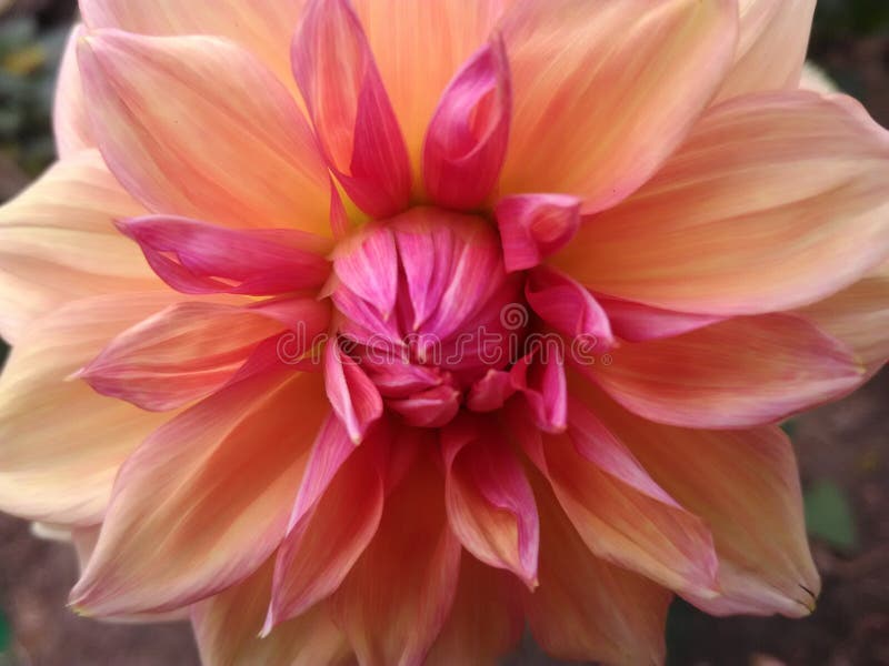 Dalia flower stock image. Image of wallpaper, flower - 86210537