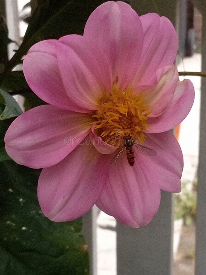 Dalia stock photo. Image of summer, pink, insekt, dalia - 236447424