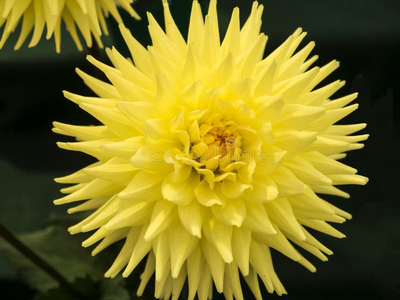 Dalia gialla fotografia stock. Immagine di colore, campo - 1249312