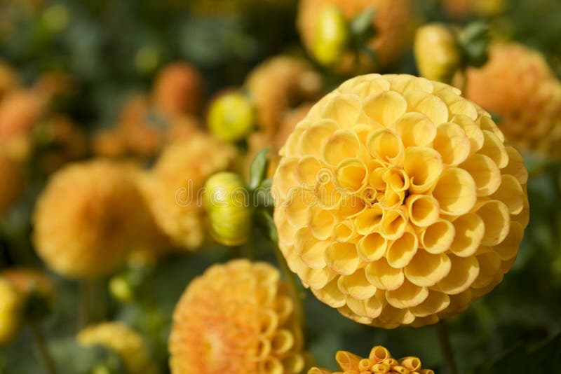 Dalia gialla fotografia stock. Immagine di foglio, pianta - 8910174