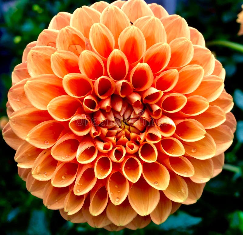 Dalia grande foto de archivo. Imagen de amantes, centro - 99071610