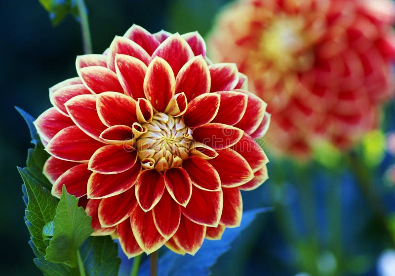 Dalia grande hermosa foto de archivo. Imagen de colores - 39868254