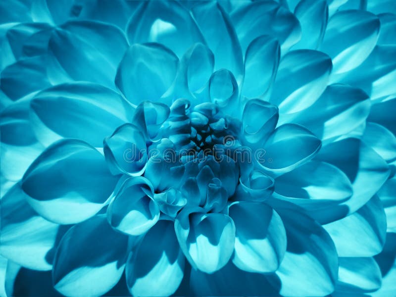 Macro Flor Grande Turquesa-rosada Del Crisantemo Primer Foto de archivo ...