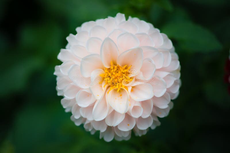 Flor Perfecto De La Dalia Con El Fondo Oscuro Foto de archivo - Imagen ...