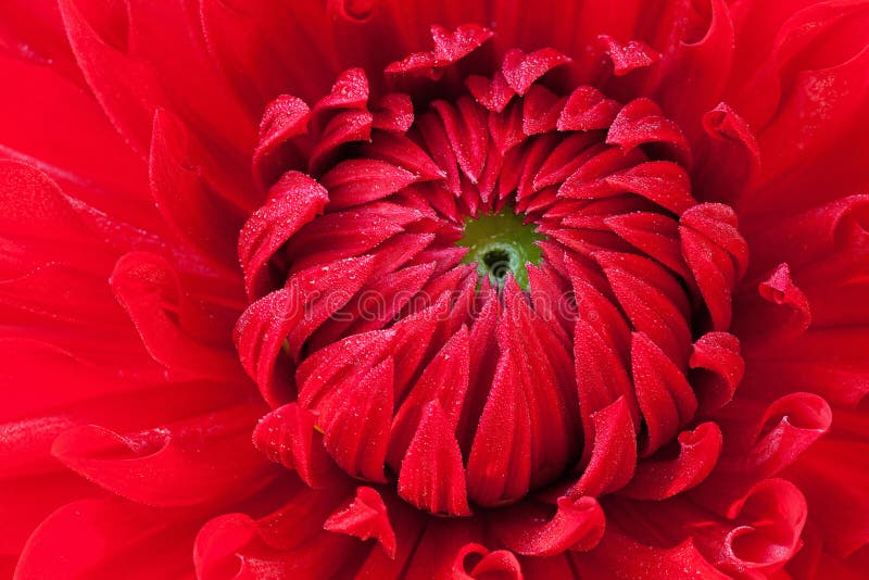 Dalia roja imagen de archivo. Imagen de extracto, arrojar - 10777803