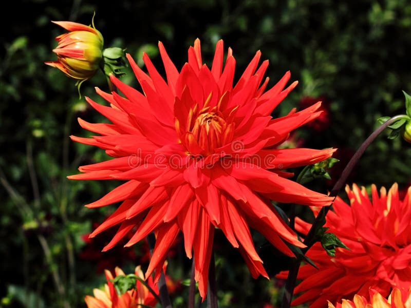 Dalia roja imagen de archivo. Imagen de pista, cubo, aislado - 12557903