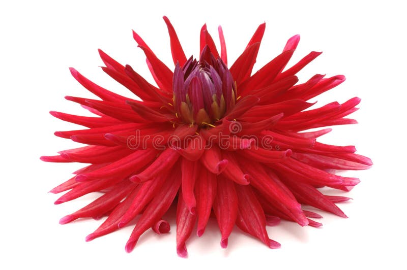 Dalia roja foto de archivo. Imagen de cierre, floral - 15468130