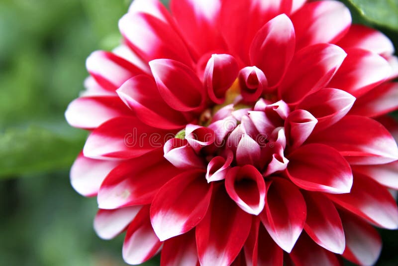 Dalia roja foto de archivo. Imagen de delicado, rojo - 15140216