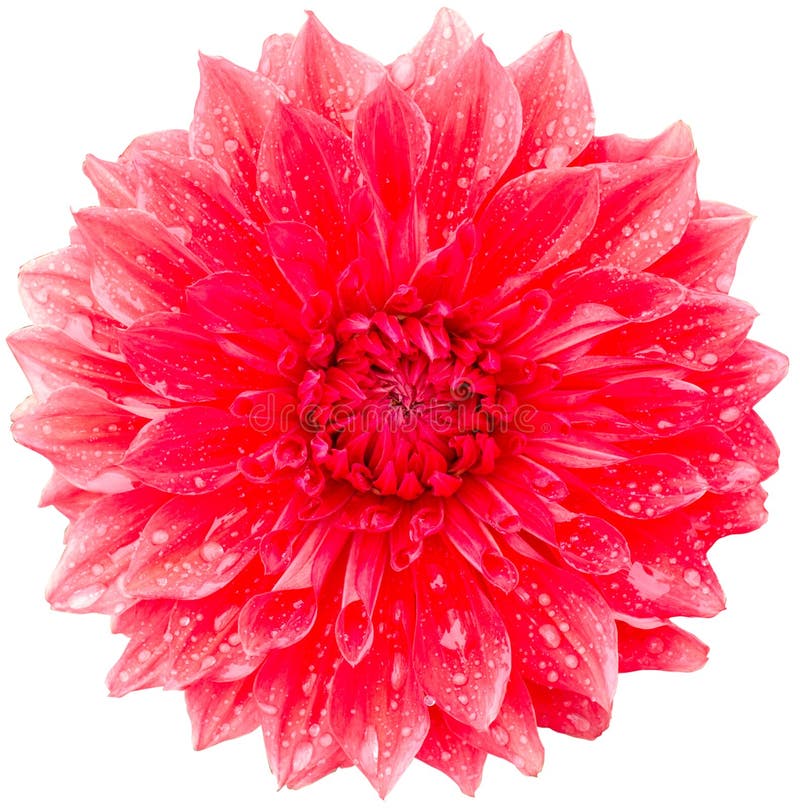 Dalia roja foto de archivo. Imagen de blanco, cuadrado - 29824984