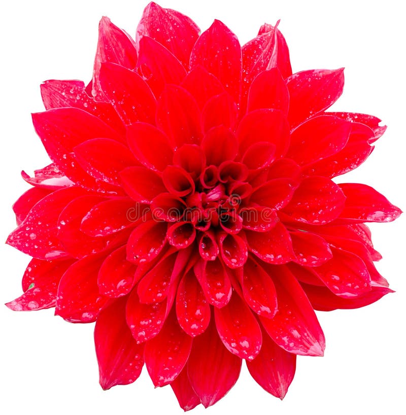 Dalia roja y blanca imagen de archivo. Imagen de flora - 29825025