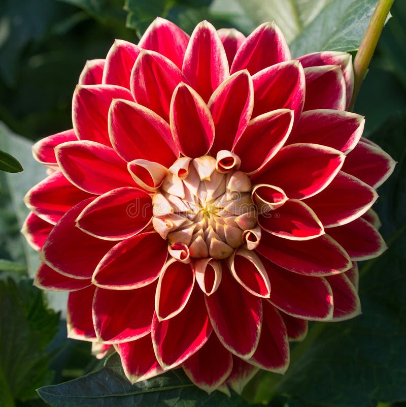 Dalia roja de la flor imagen de archivo. Imagen de cubo - 86222051