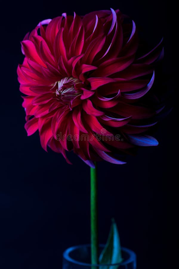 Dalia roja del gallo imagen de archivo. Imagen de flor - 123190477