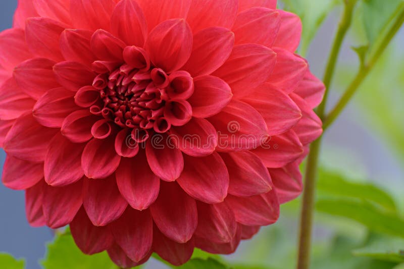Dalia Roja Del Rosa De La Flor Foto de archivo - Imagen de vibrante ...