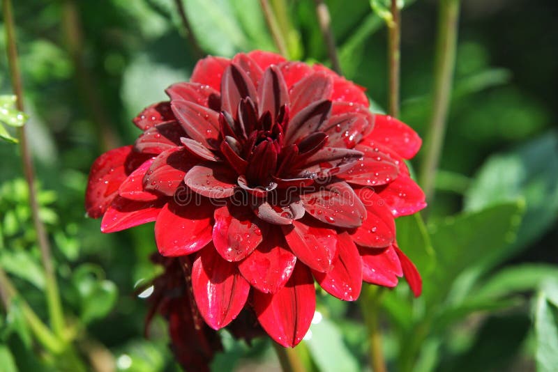 Dalia Roja Después De La Lluvia Foto de archivo - Imagen de redondo ...