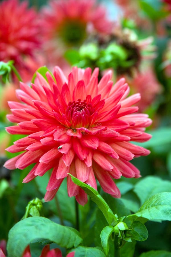Dalia roja floreciente foto de archivo. Imagen de azul - 206534