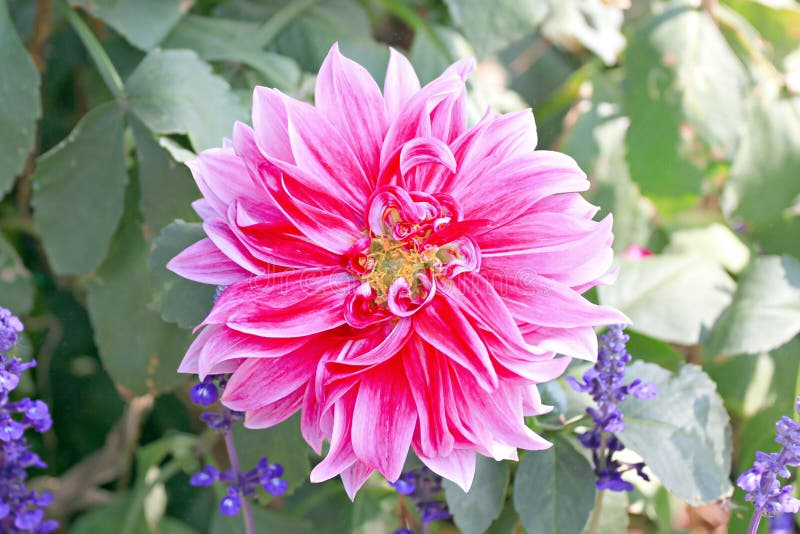 Flora Rosa Della Dalia Flowers.pink Immagine Stock - Immagine di ...