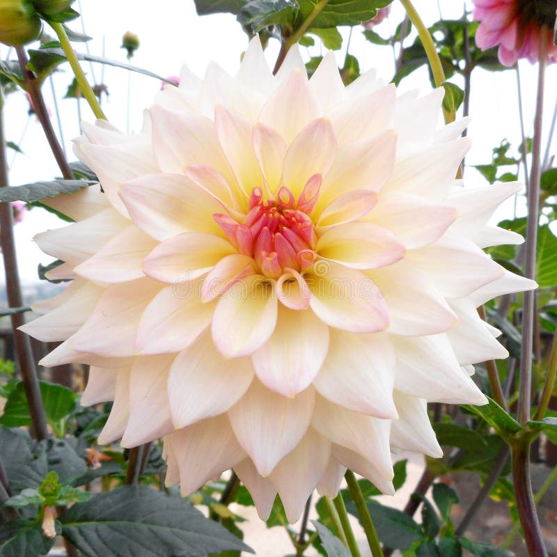 Dalia Rosa Clara Con El Centro Amarillo Imagen de archivo - Imagen de ...