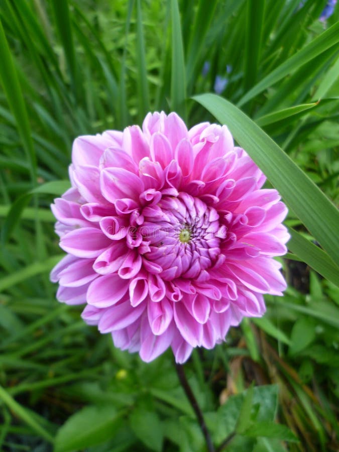 Dalia Rosada En Fondo Negro Flor Hermosa Con La Porción De Pétalos ...