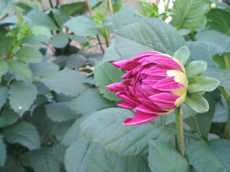 Dalia. that’s a Great Flowers and this is Amazing Flower Stock Image ...