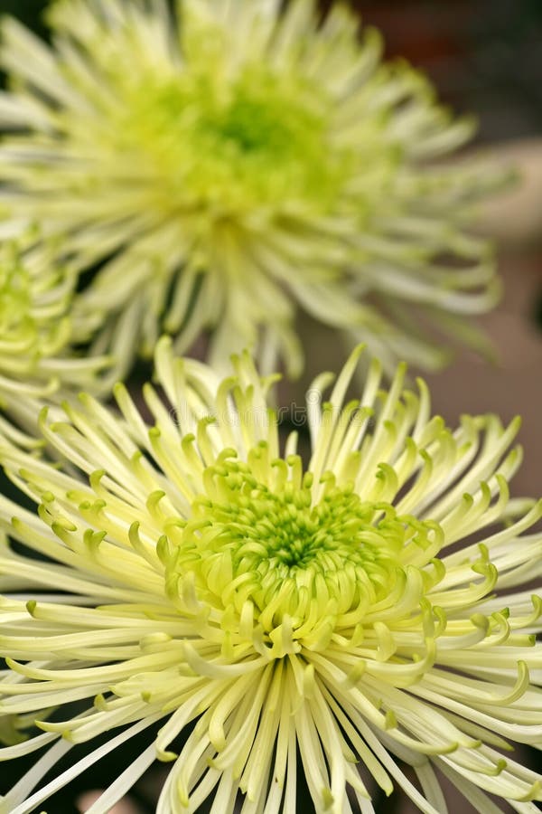 Dalía verde y blanca imagen de archivo. Imagen de colorido - 2294217