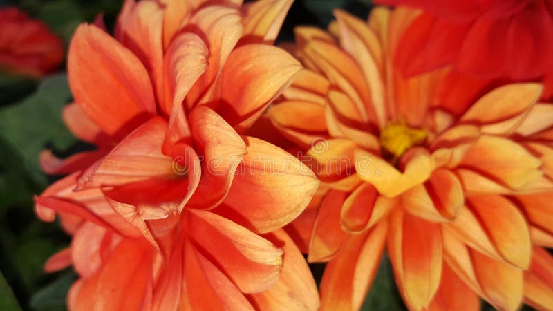 Dalie immagine stock. Immagine di arancione, completamente - 94280121