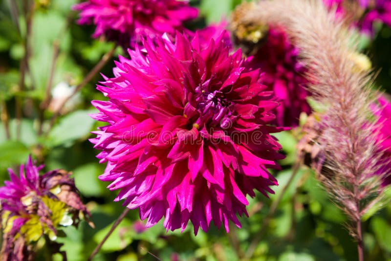 Dahlie Rosse immagine stock. Immagine di colorato, alimentazione - 11304751