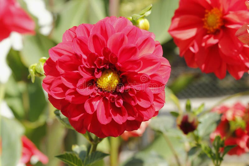 Dalie rosse nel giardino immagine stock. Immagine di dalia - 27317441