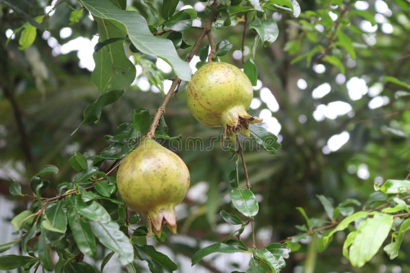 Dalim (Anar) in the Tree in Garden Stock Image - Image of blossom ...