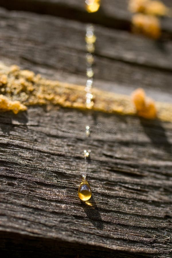 Harsdruppels Op Een Houten Muur Stock Foto - Image of dalingen ...