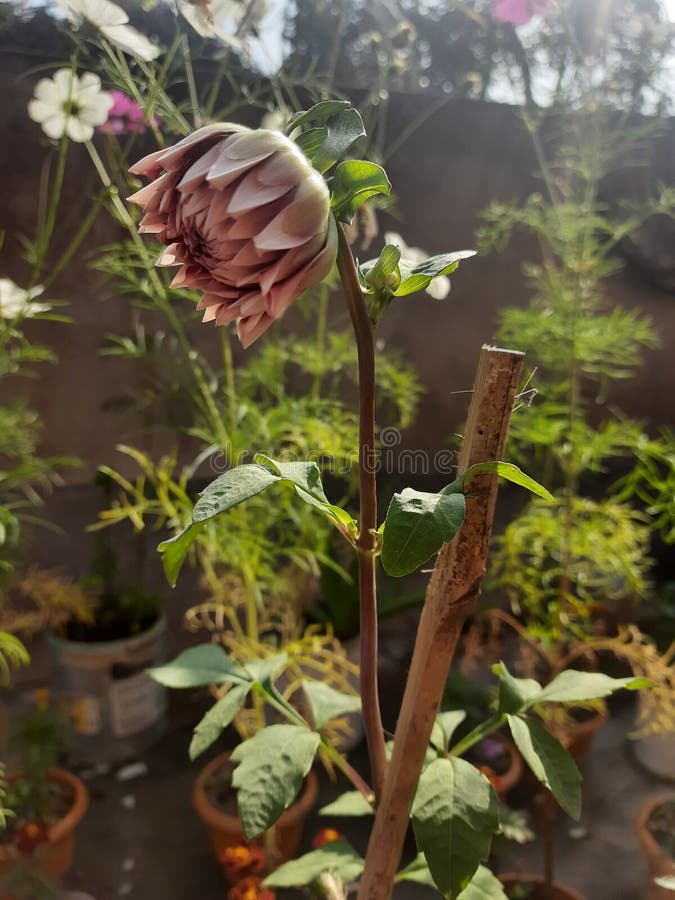 Daliya Flower ðŸŒ¼ Photography ðŸ“¸ Stock Image - Image of creation ...