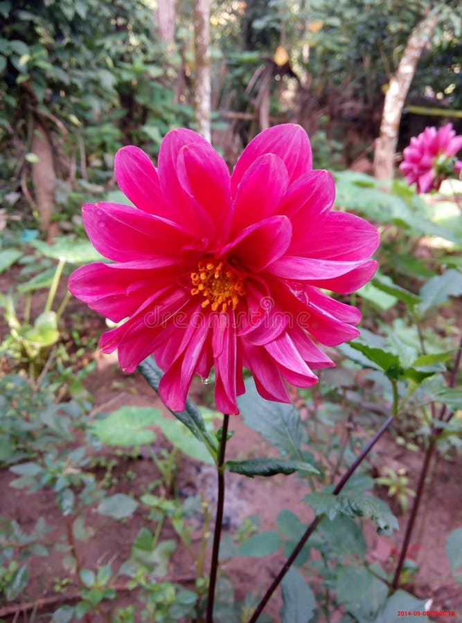 Daliya Stock Photos - Download 247 Royalty Free Photos