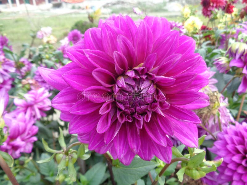 Pink Daliya Flower Stock Photos - Free & Royalty-Free Stock Photos from ...