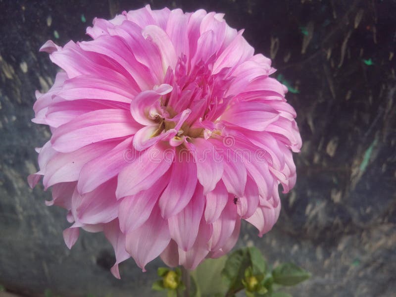 Daliya flower. stock image. Image of flower, beautiful - 89331883