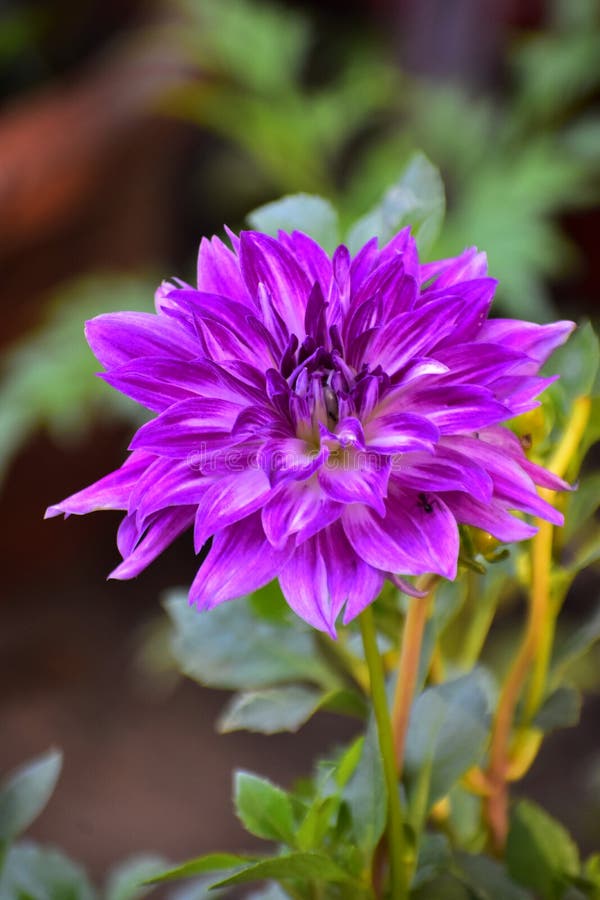 Pink Daliya Flower Stock Photos - Free & Royalty-Free Stock Photos from ...