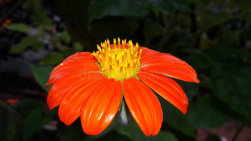 Daliya Flower stock photo. Image of daliya, leaf, beautiful - 68489674