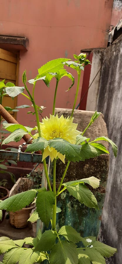 Daliya plant stock photo. Image of daliya, golden, plant - 211874282