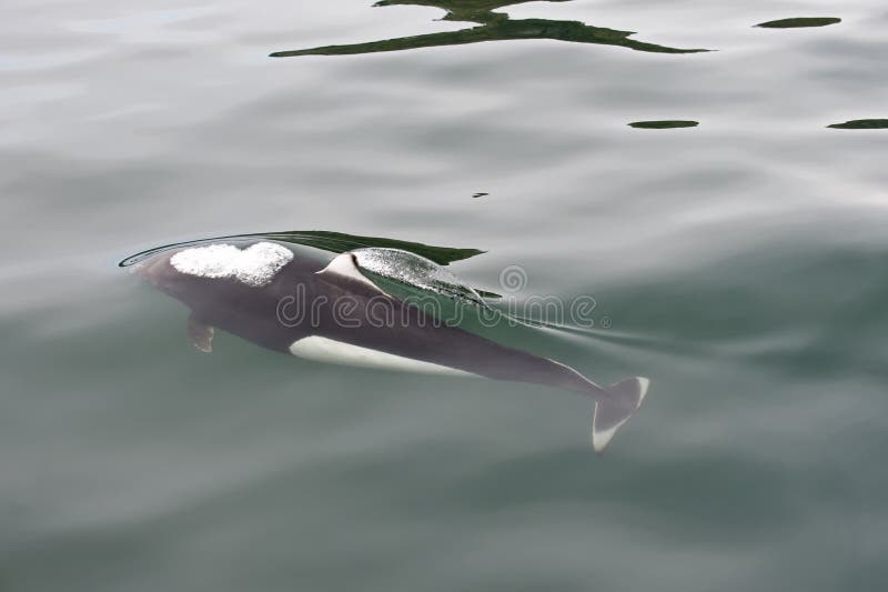 Porpoise stock image. Image of grey, animal, green, porpoise - 8152293