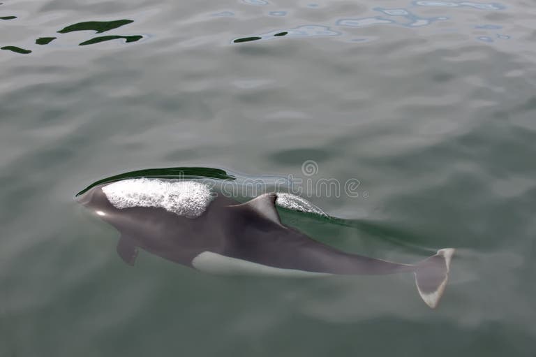 Dall s Porpoise stock photo. Image of environment, outdoor - 11596496