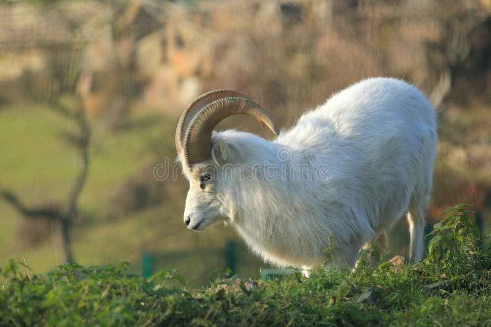 Dall sheep stock image. Image of white, dall, mammal - 27912981