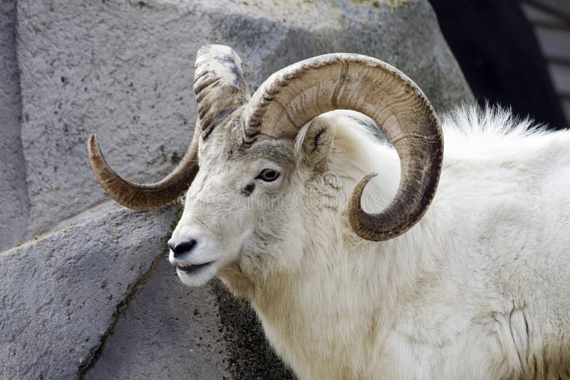 Dall Sheep stock image. Image of dall, alaska, america - 9018619