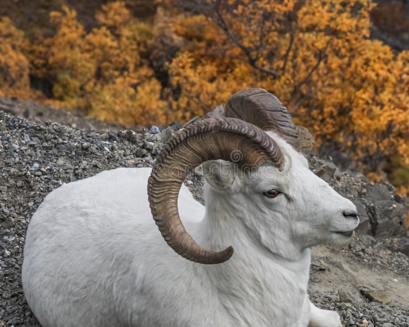 Dall Sheep Ram stock photo. Image of denali, animal, mountains - 10181934