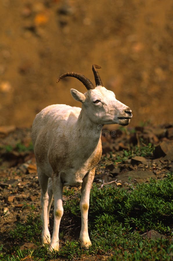 Dall Sheep Ram stock image. Image of animal, dall, alaska - 13732913
