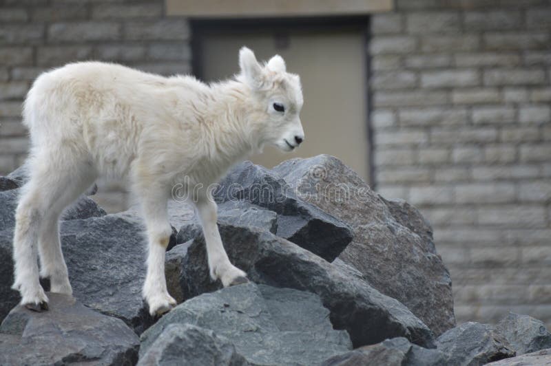 Dall Sheep stock image. Image of enrichment, face, adult - 99003861