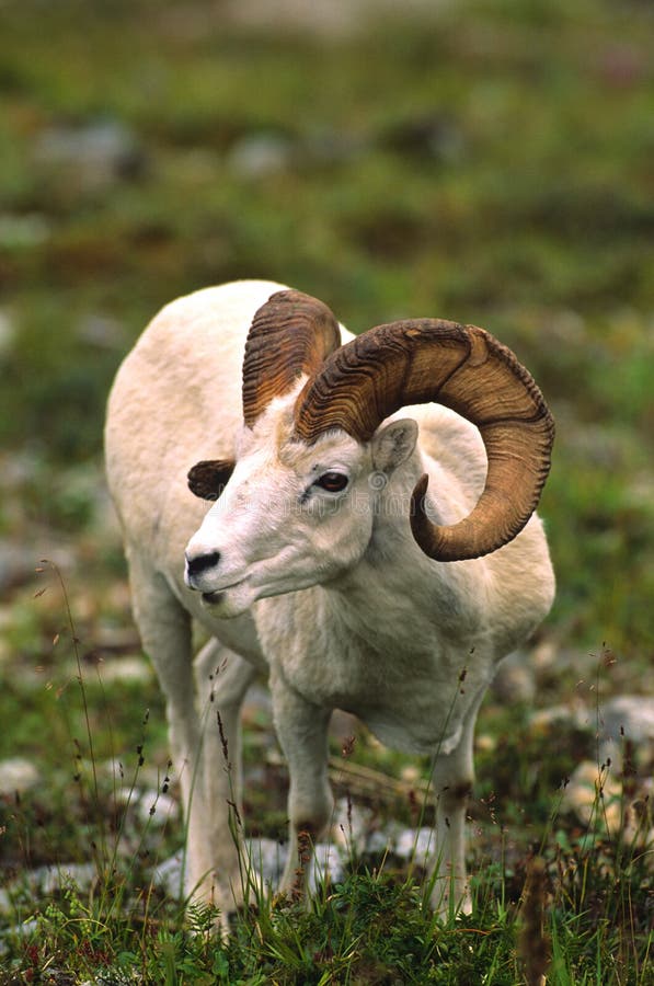 Dall Sheep Ram stock image. Image of mammal, wildlife - 10456391