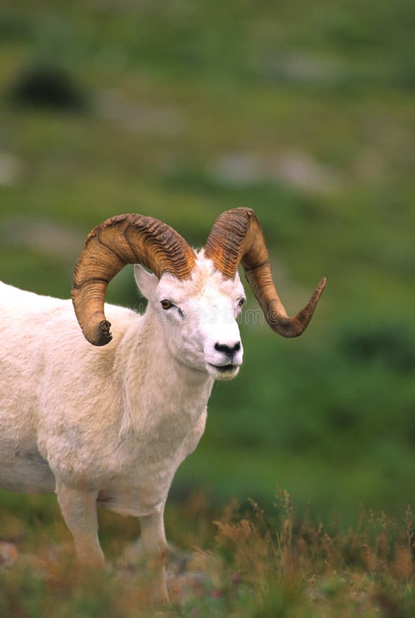 Dall Sheep Ram stock photo. Image of denali, animal, mountains - 10181934