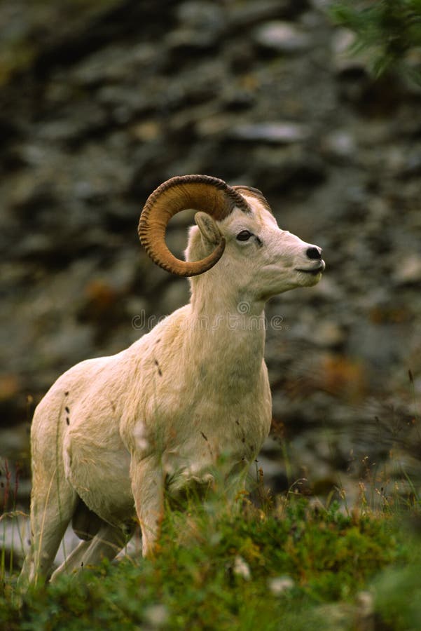 Dall Sheep Ram stock image. Image of animal, dall, alaska - 13732913